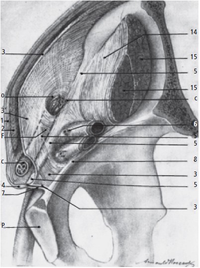 Anatomia czynnościowa ściany jamy brzusznej - Chirurgia ogólna ...